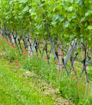 What Is Old Vines Zinfandel? | Crush Wine Experiences