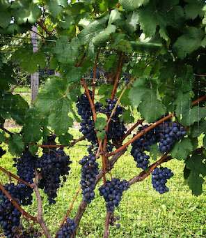 Featured Winery: Robibero Family Vineyards | Crush Wine Experiences