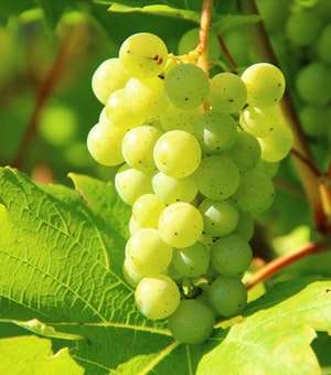 You Must Try Wines Made From the Garganega Grape | Crush Wine Experiences
