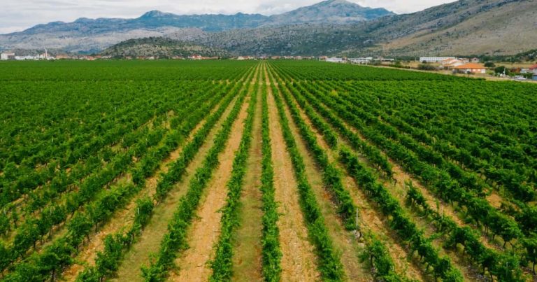 High Altitude Wines: What Are They and Why Are They So Good | Crush ...
